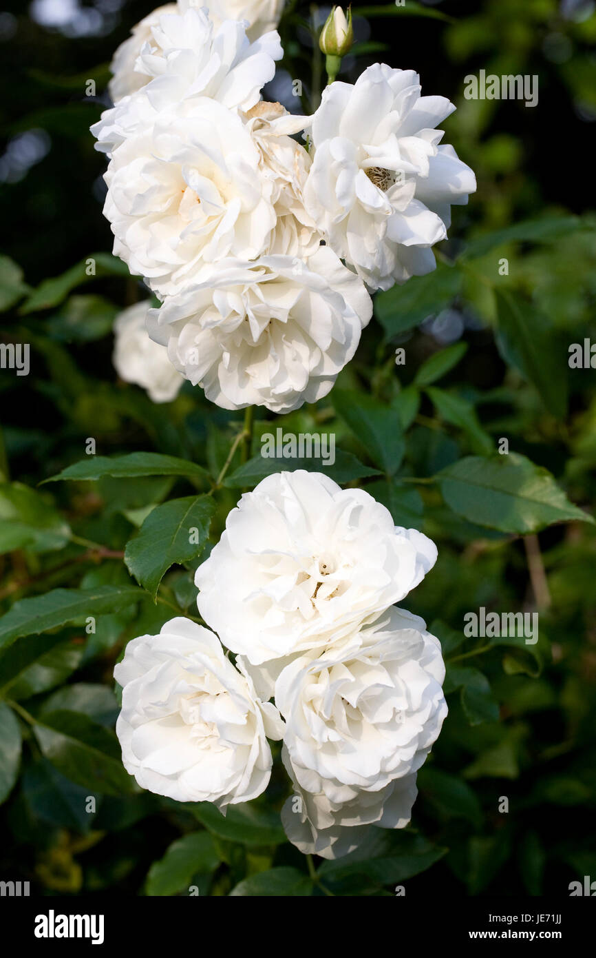 Garden white rose hi-res stock photography and images - Alamy