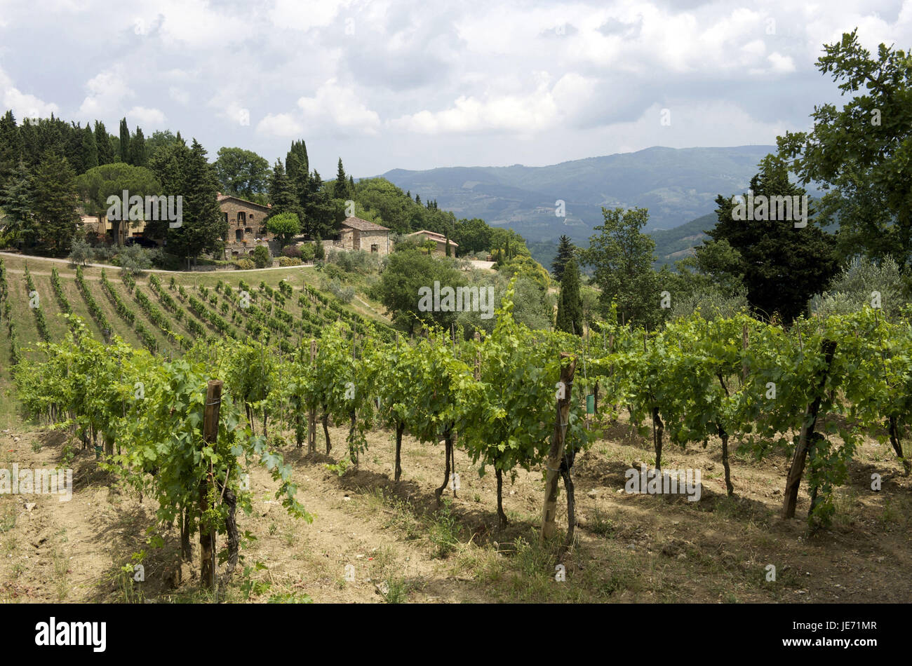 Italy, Tuscany, region Chianti, vineyard Stock Photo - Alamy