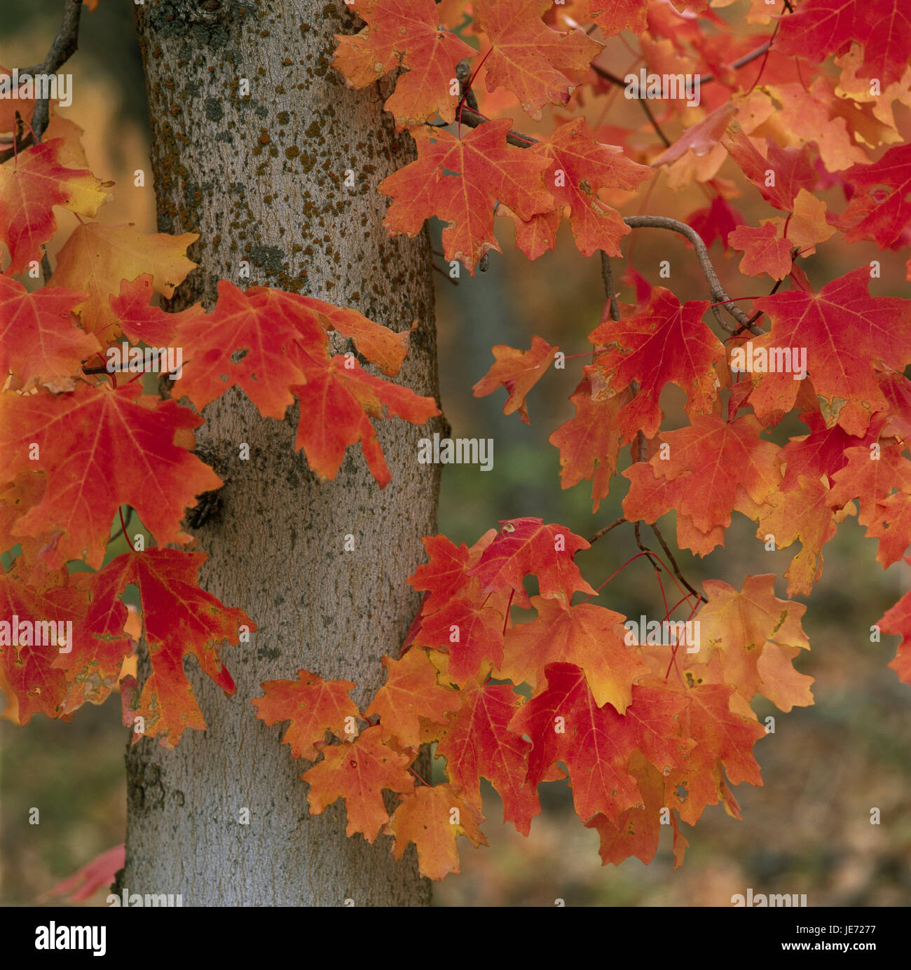 Maple, strain, maple leaves, detail, autumn, wood, tree, broad-leaved ...