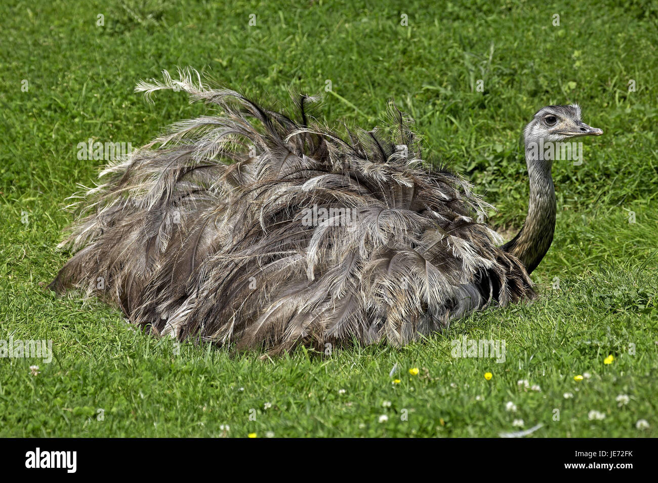 Rhea, Rhea americana, females, nest Stock Photo - Alamy