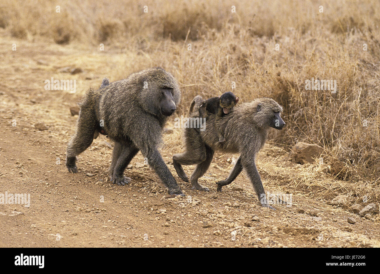 Baboon young hi-res stock photography and images - Alamy