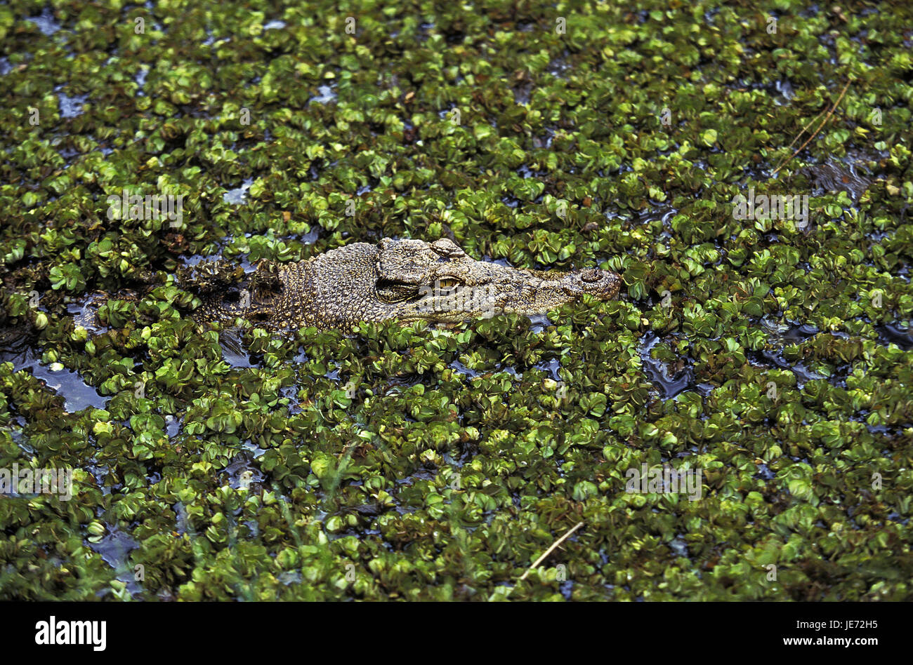 Bar crocodile, Crocodylus porosus, also saltwater crocodile, Saltie ...