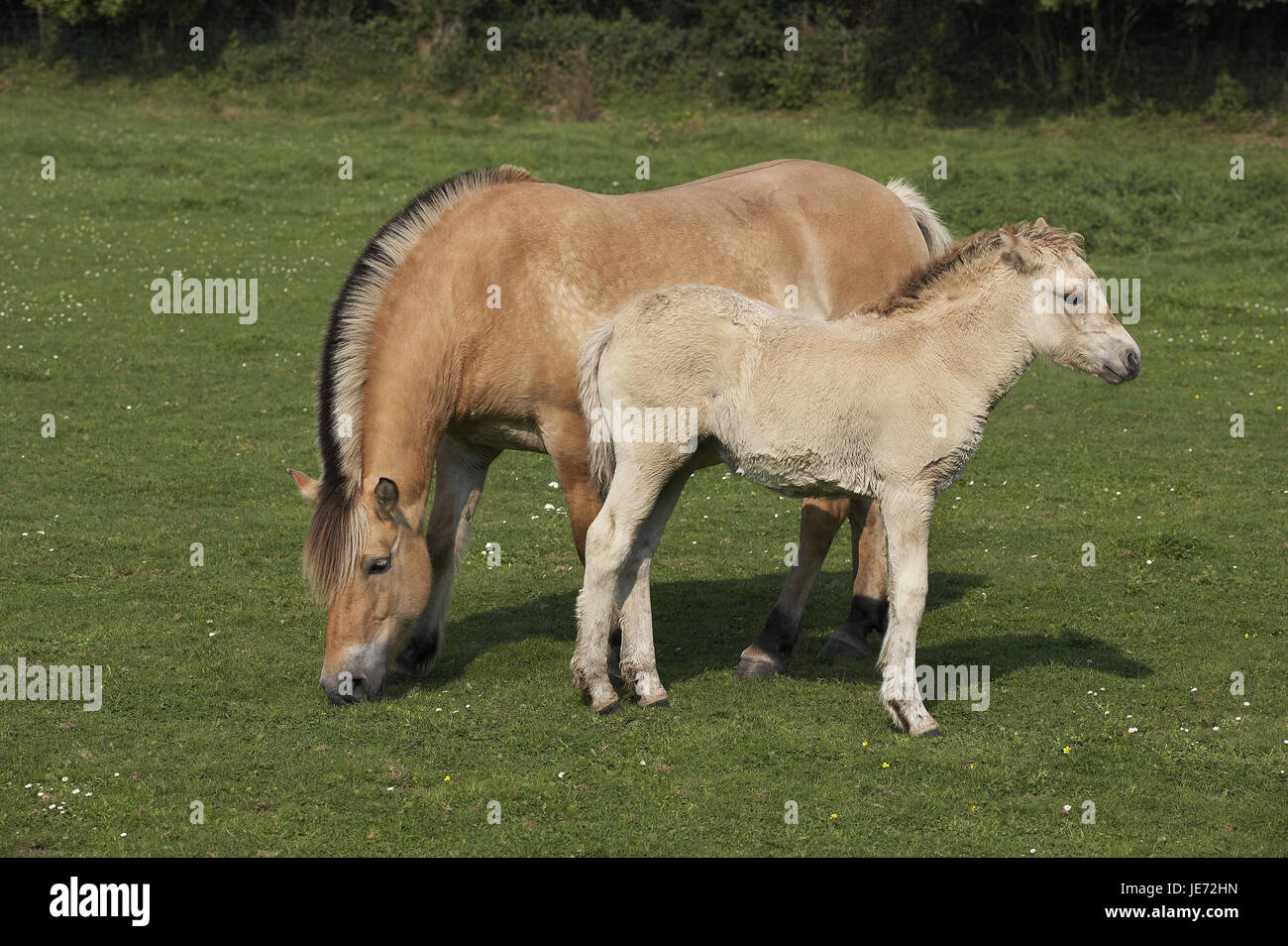 Norwegian fjord horse, mare, foal, grass Stock Photo - Alamy