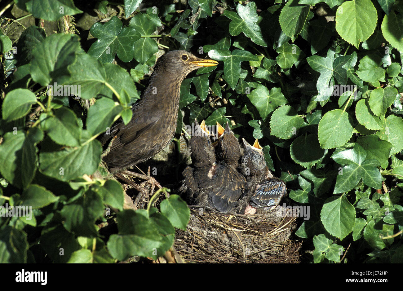 Adult and chick at nest hi-res stock photography and images - Alamy