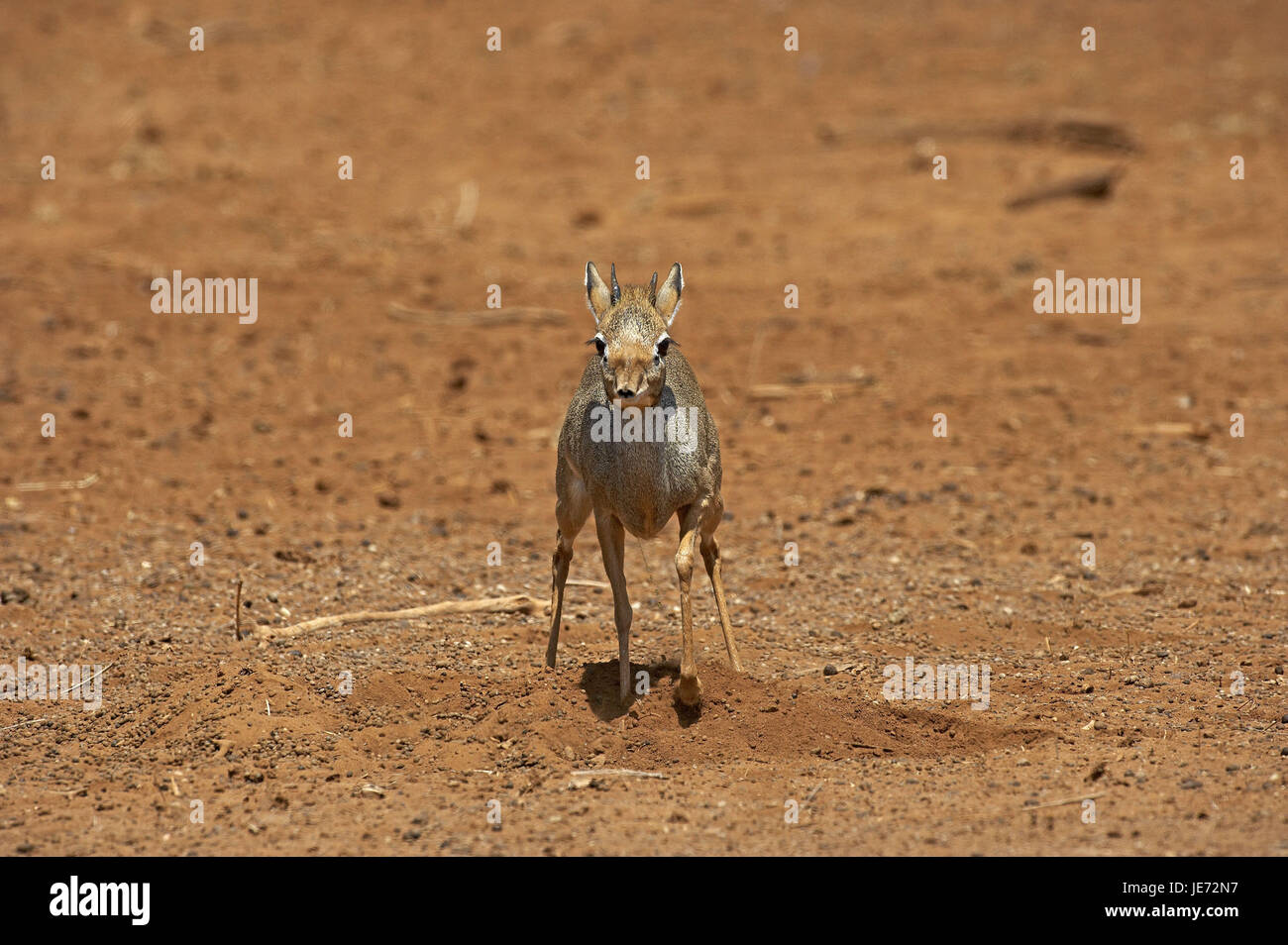 Dikdiks or Kirk-Dikdik, Madoqua kirkii, adult animal, Masai Mara Park ...