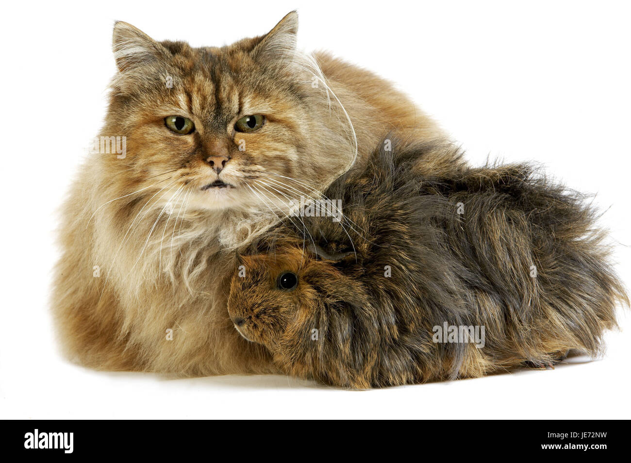 Persians hi-res stock photography and images - Alamy