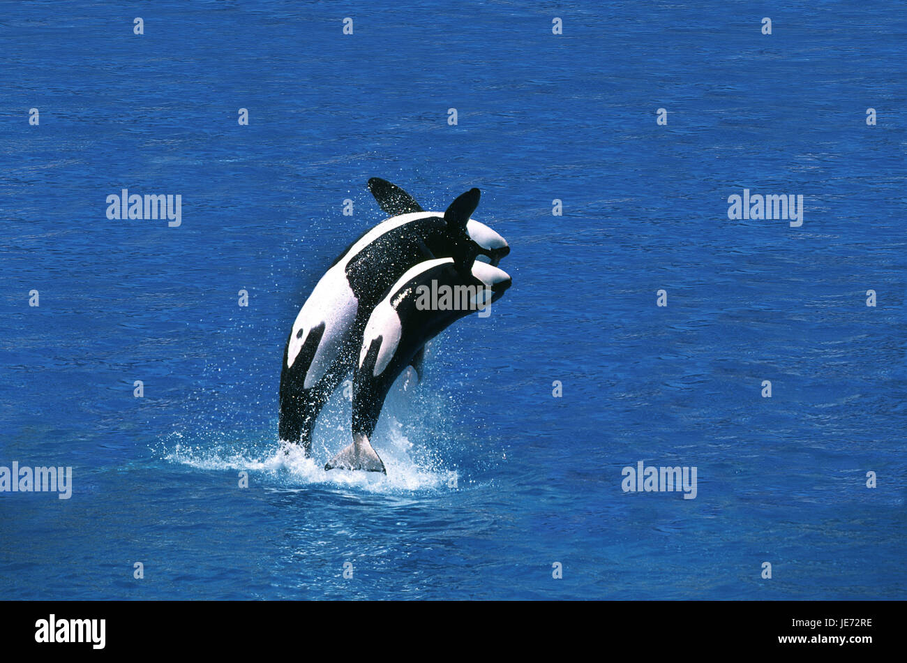 Big killer whale, Orcinus orca, females, calf, water surface, break ...