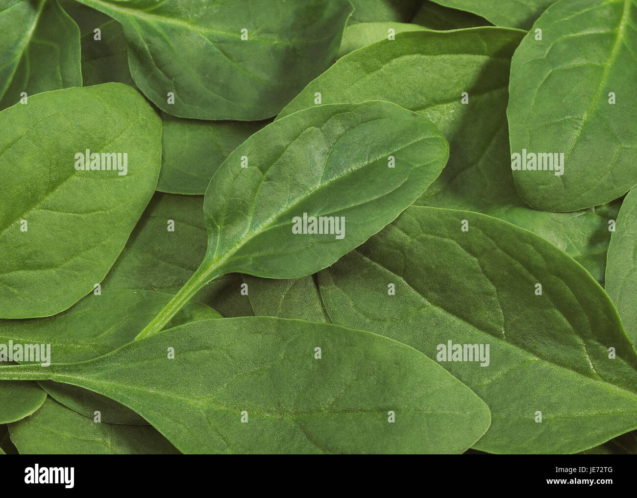 Spinach leaves, Spinacia oleracea, spinach, leaves Stock Photo - Alamy