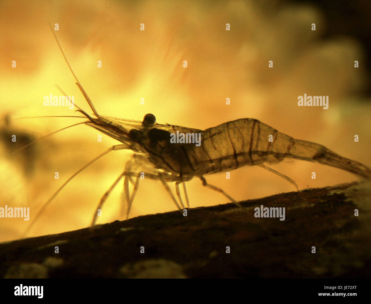 Shrimp, medium close-up Stock Photo - Alamy