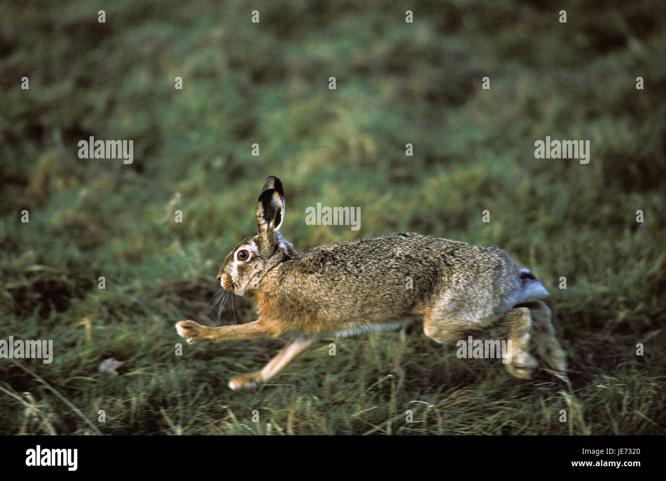 Adult hare hi-res stock photography and images - Alamy