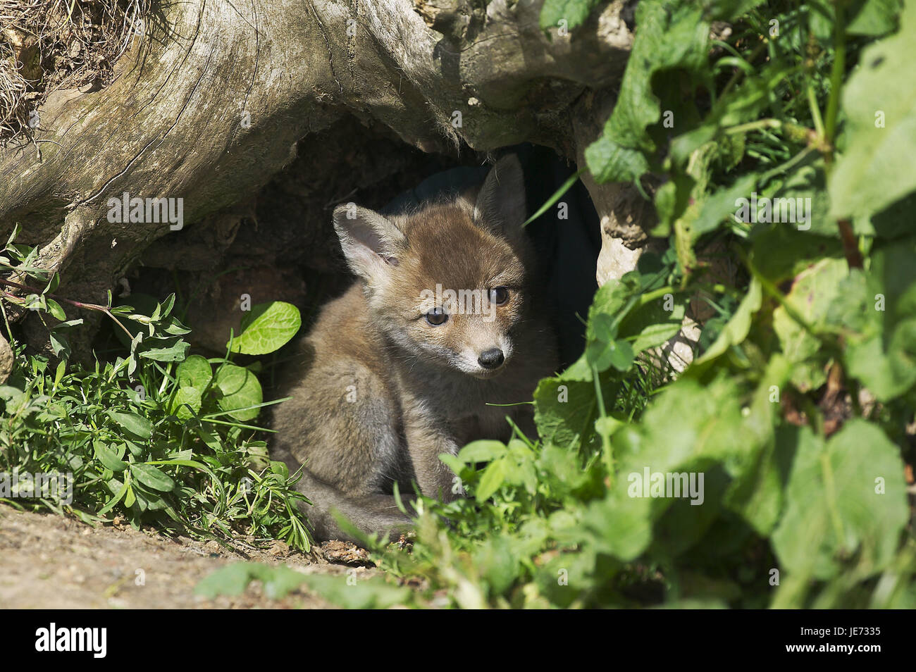 Red fox, Vulpes vulpes, young animal, sit, pit input, Normandy Stock Photo - Alamy
