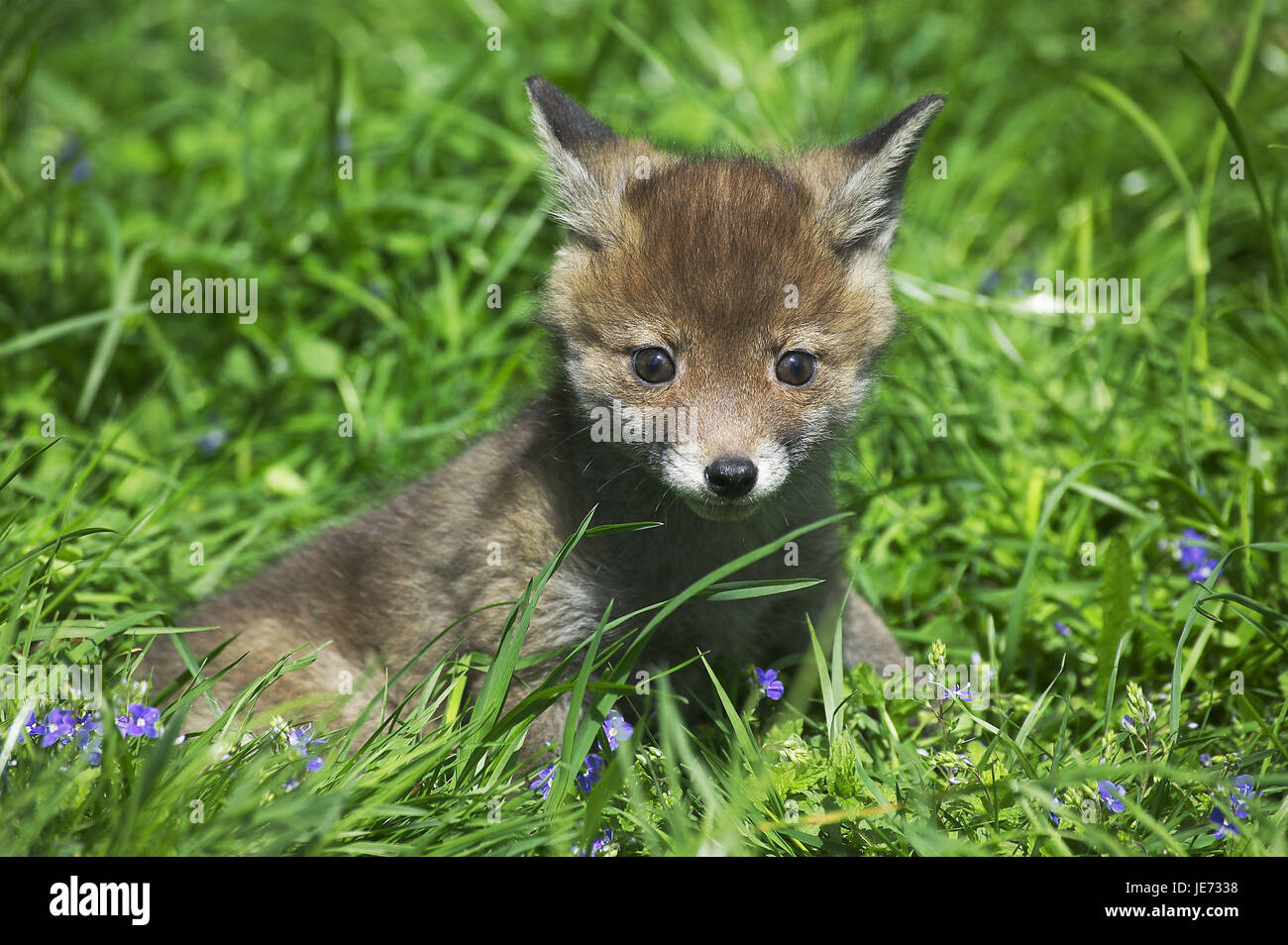 Red fox, Vulpes vulpes, young animal, sit, grass, Normandy Stock Photo - Alamy