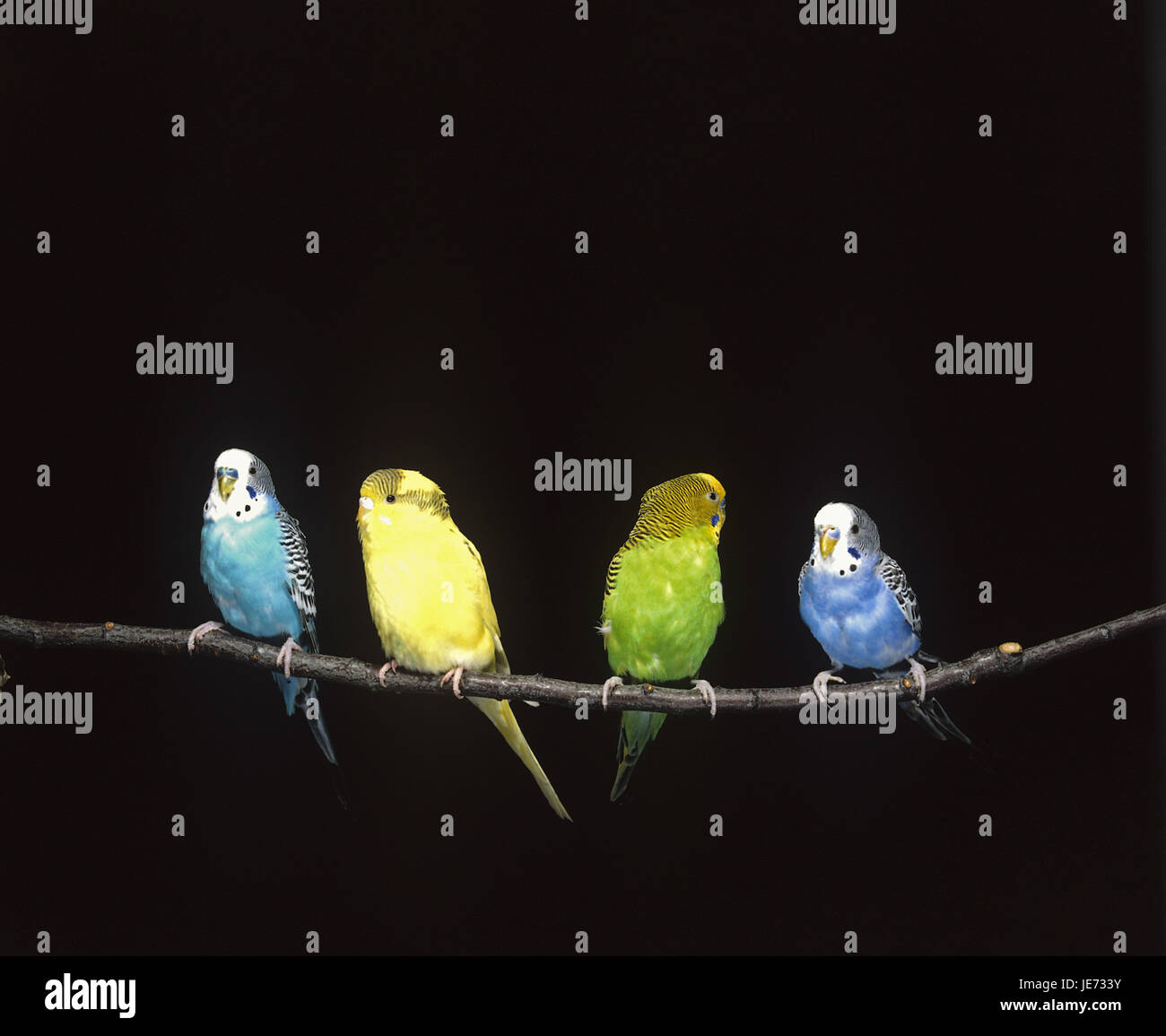 Stand up for animals hi-res stock photography and images - Alamy