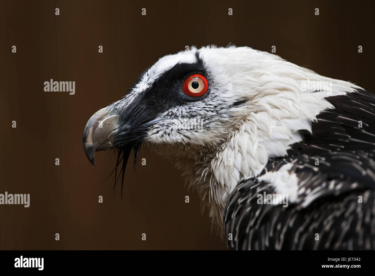 Beard vulture, Gypaetus barbatus, adult animal, portrait Stock Photo ...