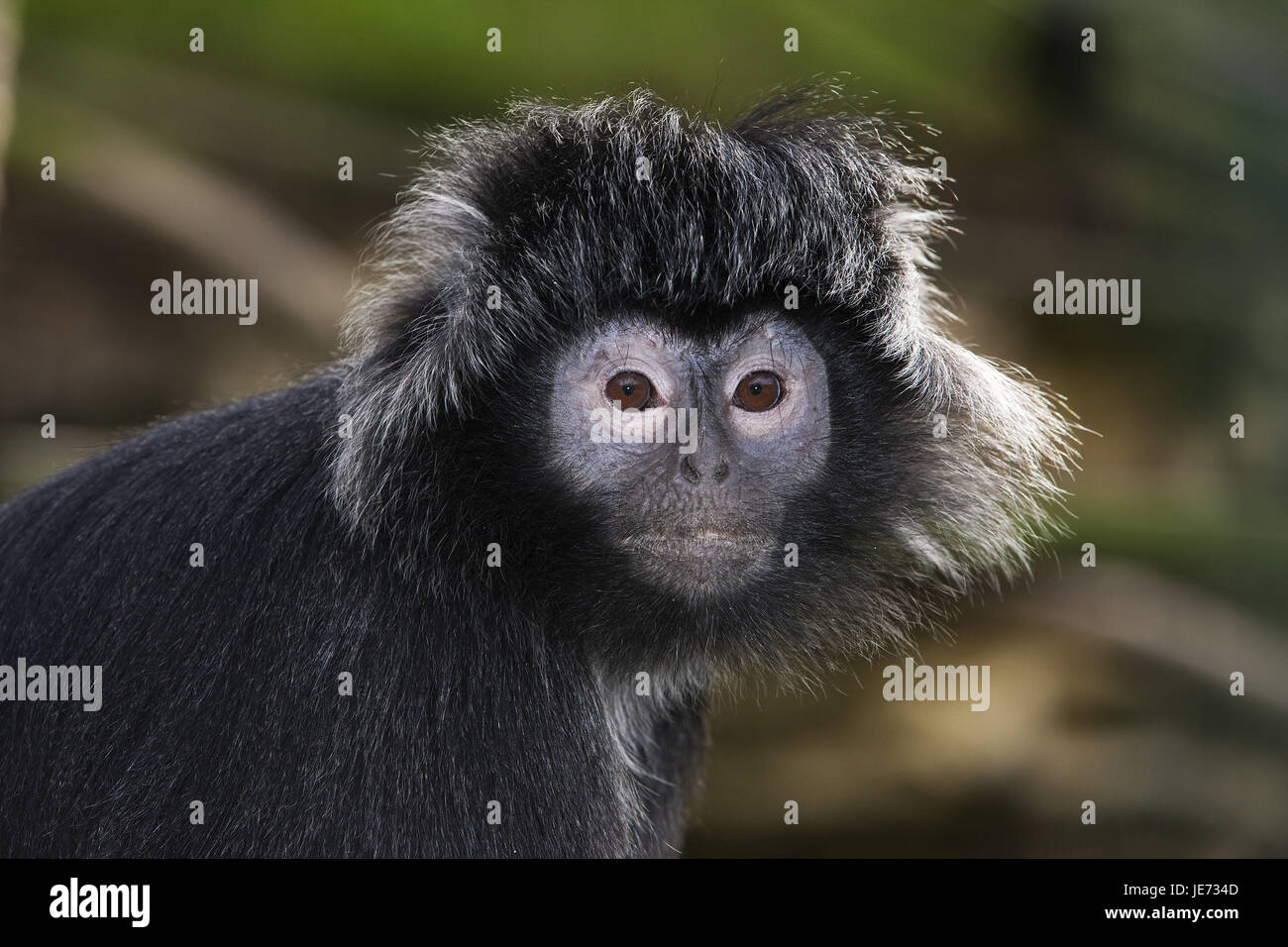 Black Haubenlangur, Trachypithecus auratus, adult animal, portrait ...