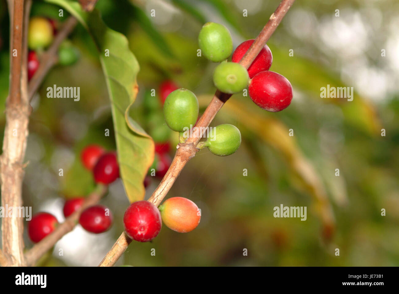 Immature cherries hi-res stock photography and images - Alamy