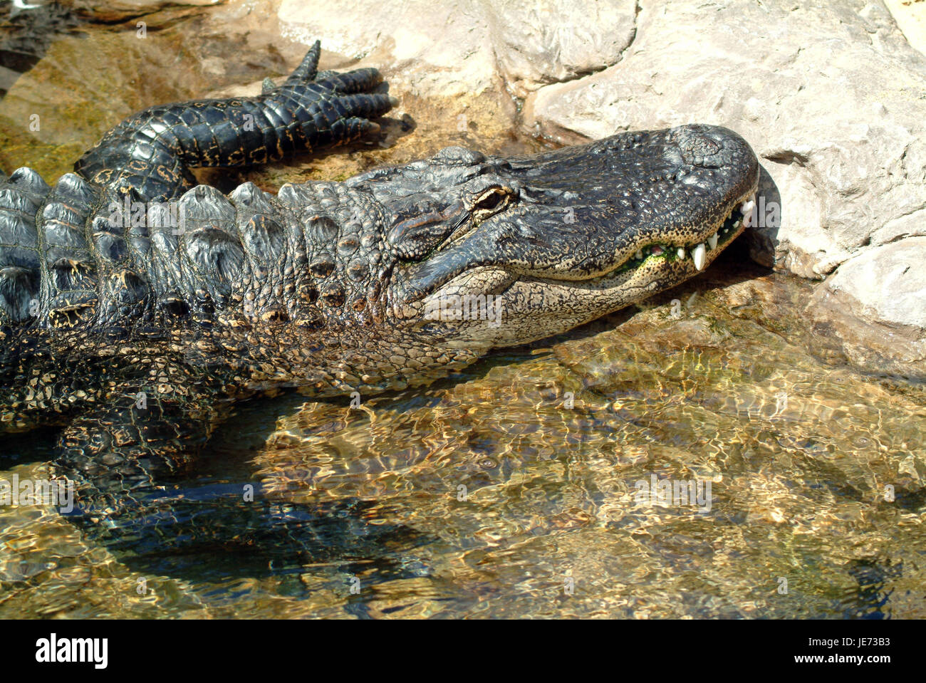 Cannibal crocodile hi-res stock photography and images - Alamy