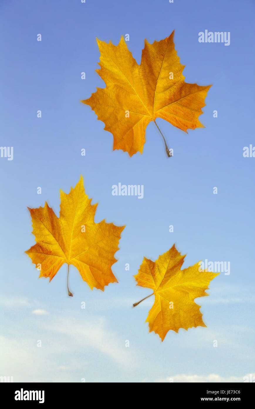 overhung autumn foliage, maple leaves Stock Photo - Alamy