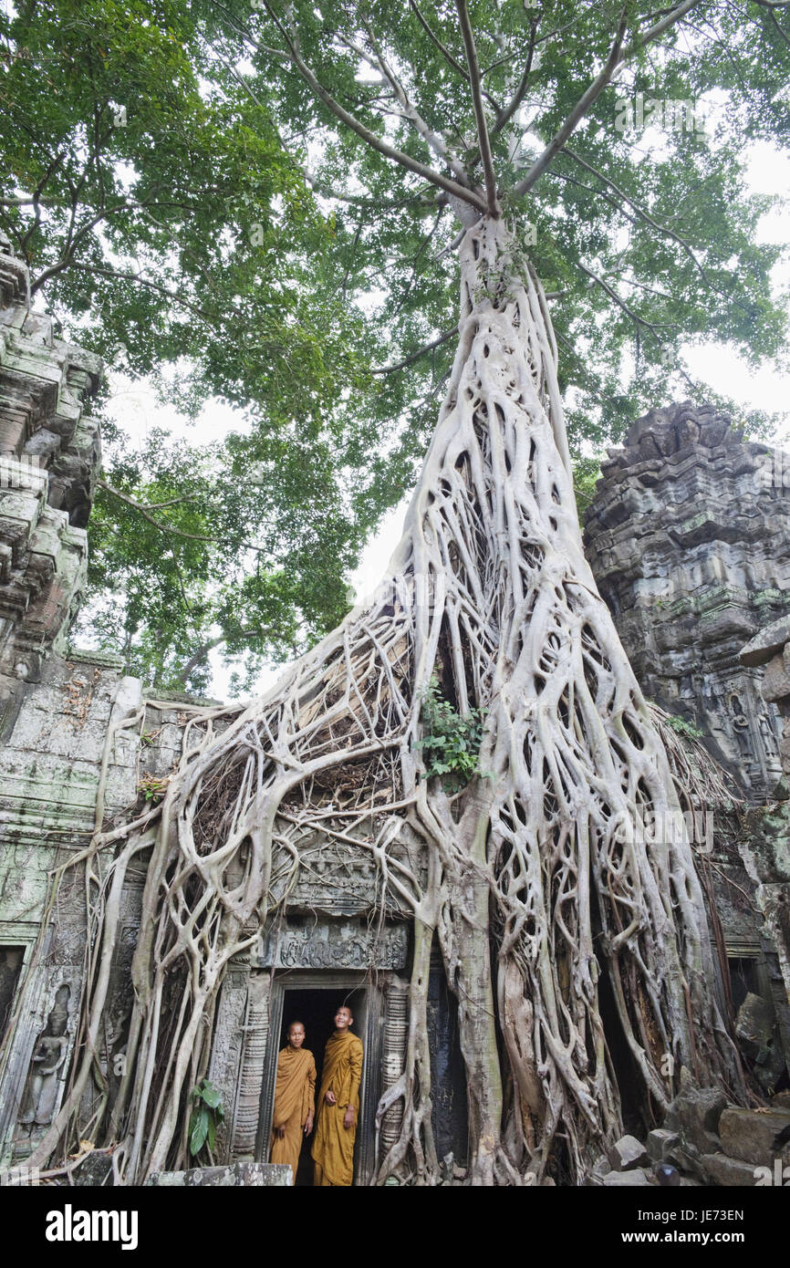 Buddhist temple tree roots hi-res stock photography and images - Alamy