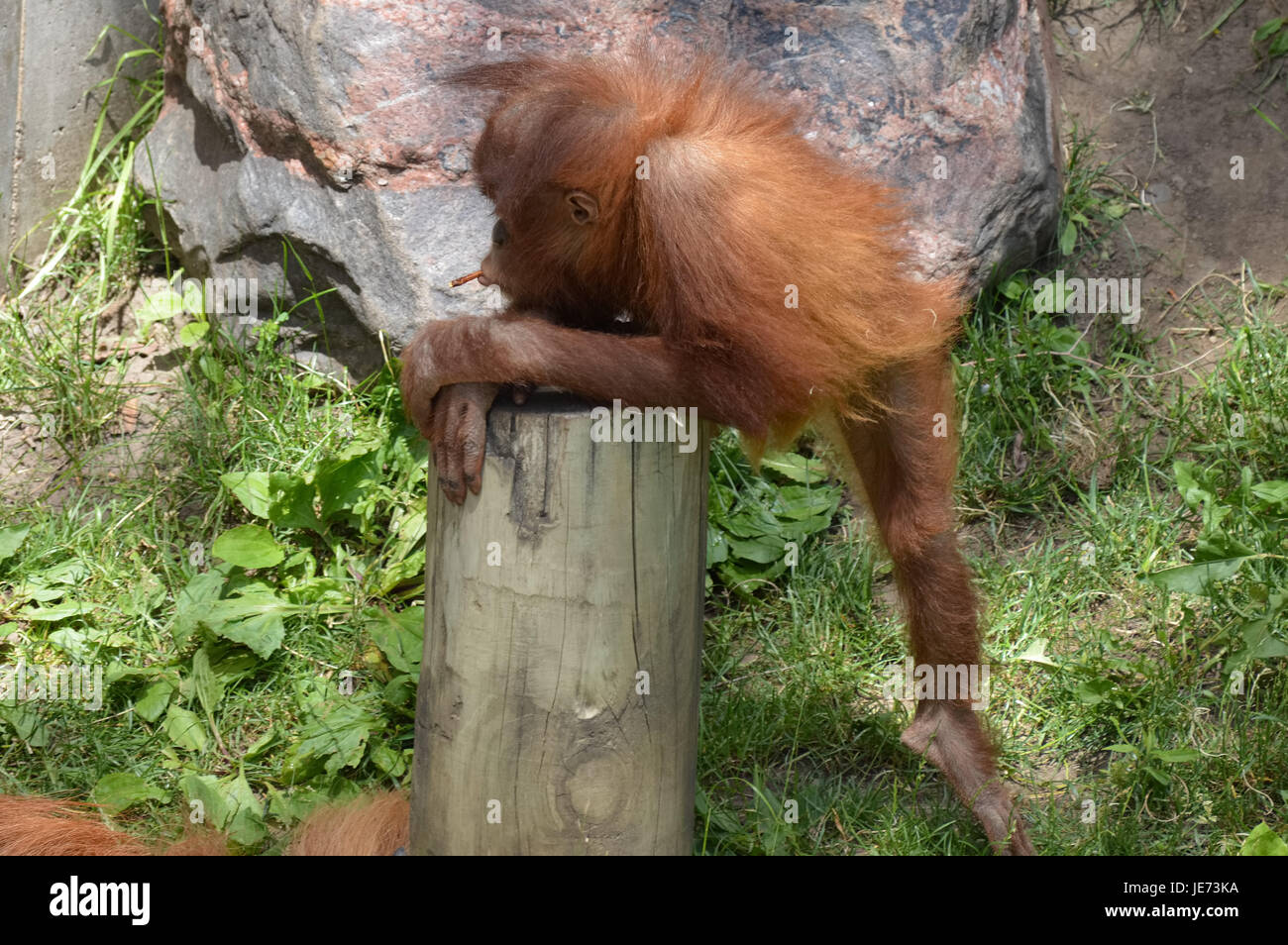 Baby orangutan climbing a post Stock Photo - Alamy