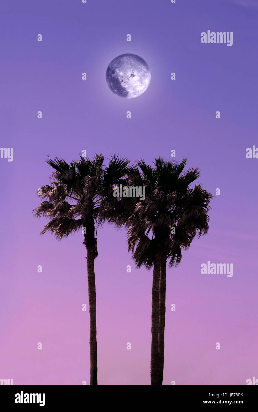 Palms and full moon Stock Photo - Alamy