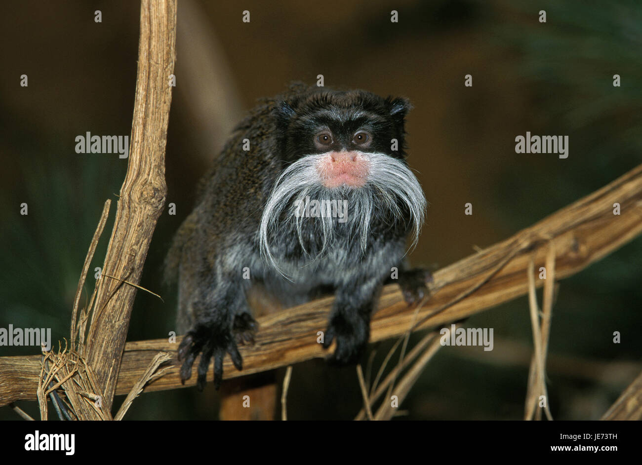 Kaiserschnurrbarttamarin on a branch, Saguinus imperator Stock Photo ...
