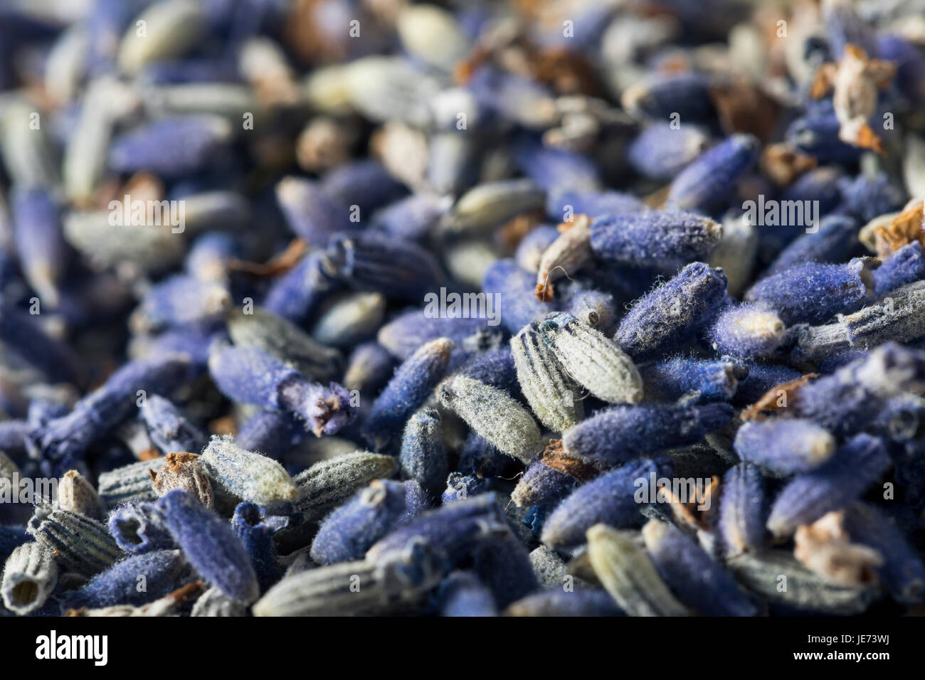 Raw Organic Dry Purple Lavender Spice in a Bowl Stock Photo - Alamy
