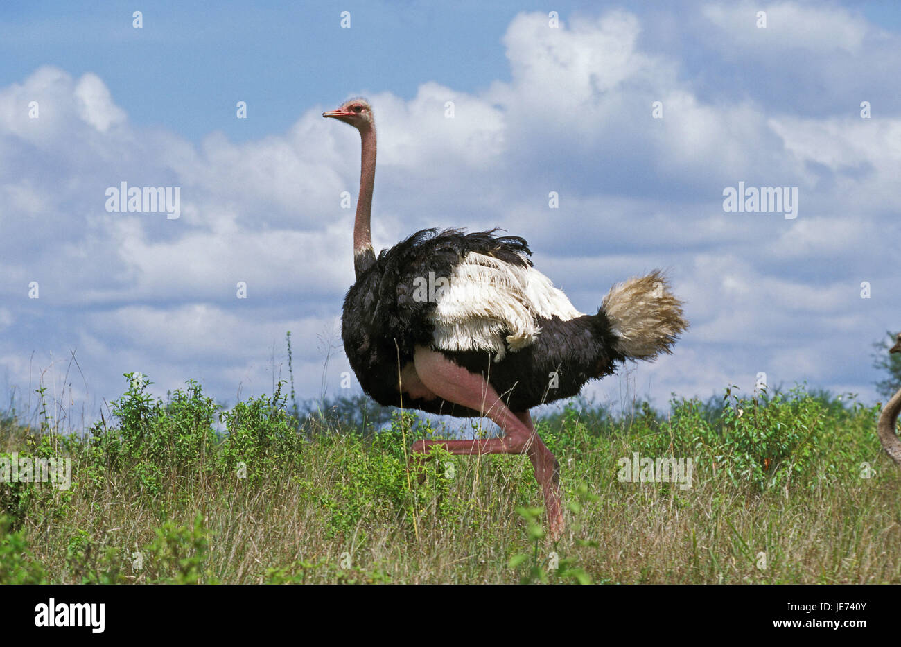 African bunch, Struthio camelus Stock Photo - Alamy