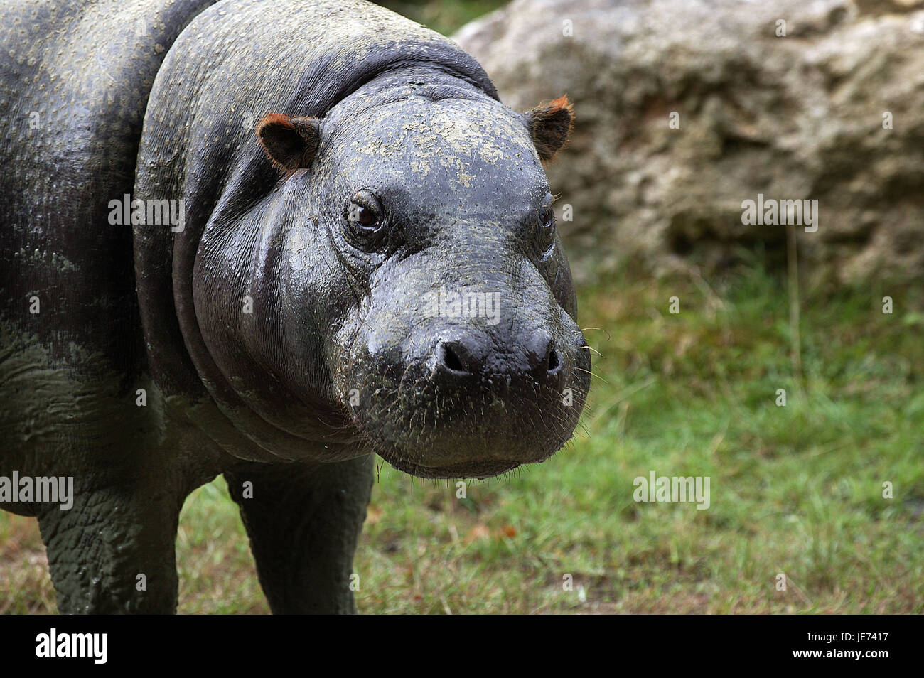 Dwarf's hippopotamus, Choeropsis liberiensis, portrait Stock Photo - Alamy