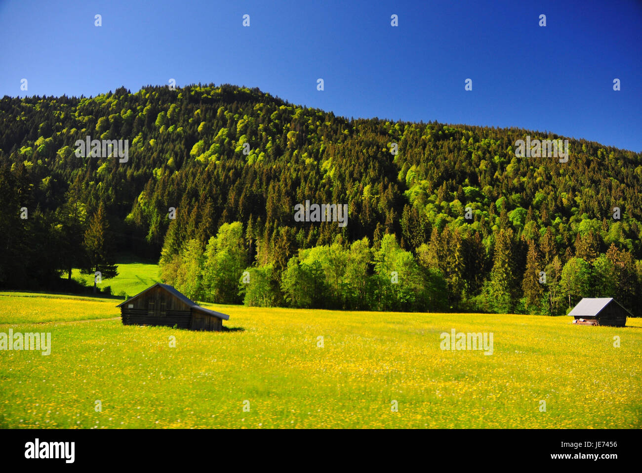 Germany, Bavaria, alpine upland, meadow, spring, mountain wood, mixed ...