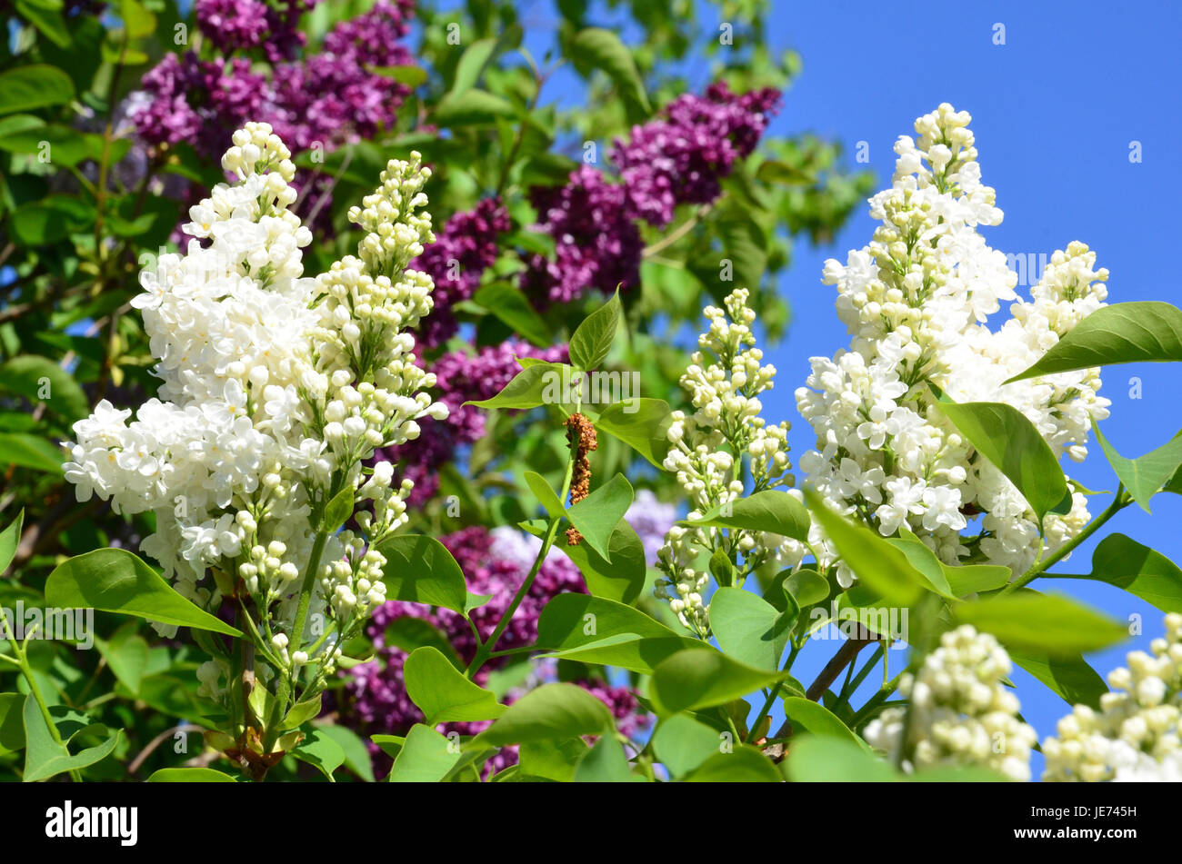 Lilac shrub, multicolored Stock Photo - Alamy