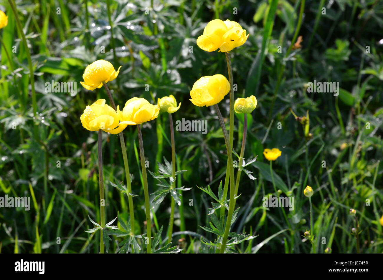Troll Flower Meadow High Resolution Stock Photography and Images - Alamy