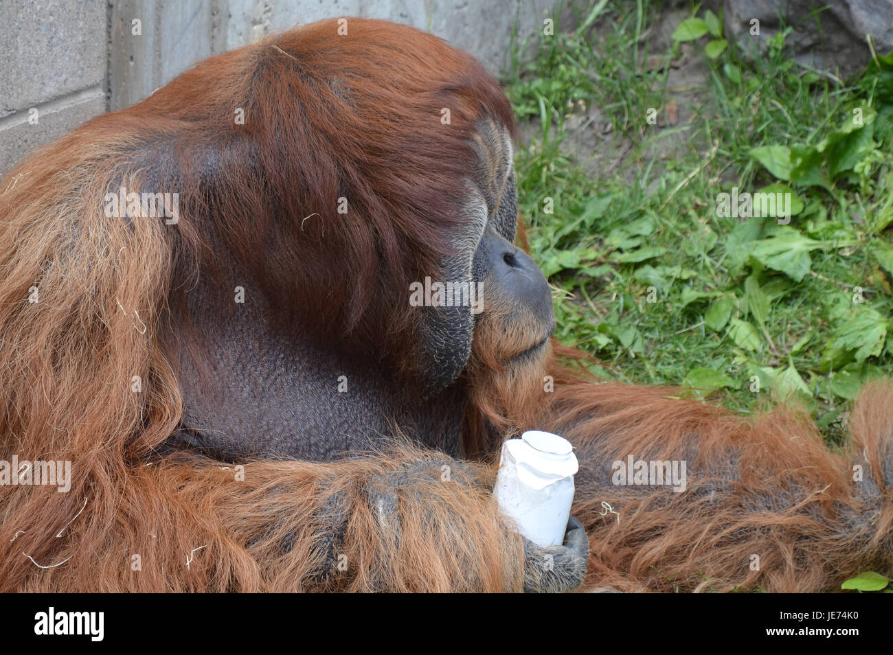 Orangutan face cheek pads hi-res stock photography and images - Alamy
