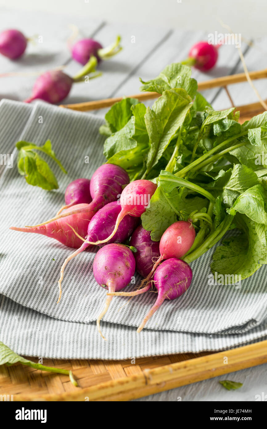 Raw Organic Pink and Purple Radishes in a Bunch Stock Photo - Alamy