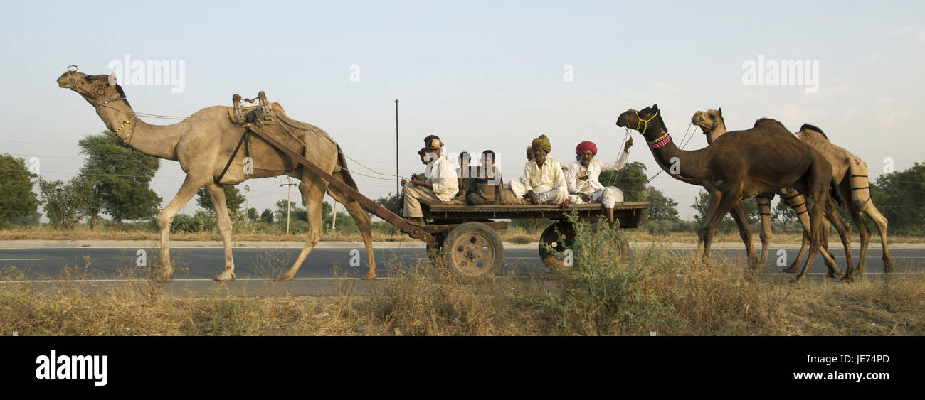 Gujarat camels hi-res stock photography and images - Alamy