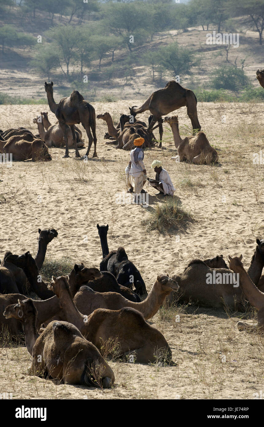 Blockhead Animals High Resolution Stock Photography and Images - Alamy