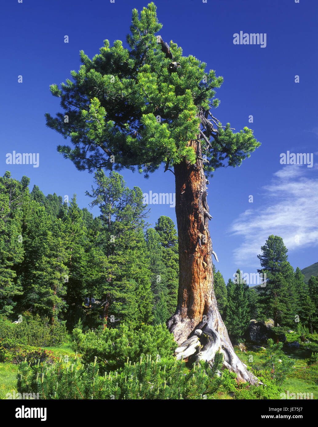 Zirbenwald hi-res stock photography and images - Alamy