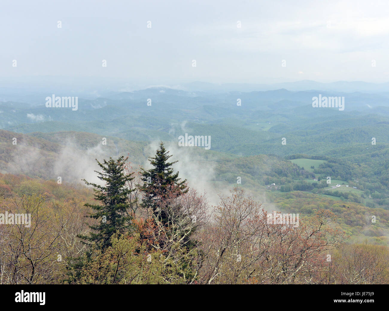 Spruce Trees and clearing storm; View of Appalachian Mountains from ...