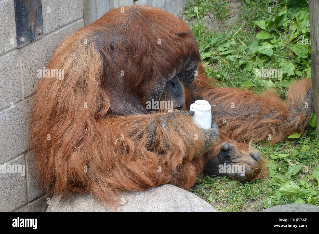 Orangutan face cheek pads hi-res stock photography and images - Alamy