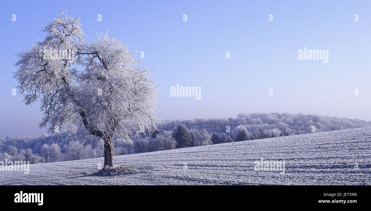 Trees in winter Stock Photo - Alamy