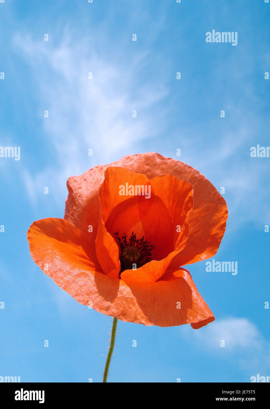 Fire poppies hi-res stock photography and images - Alamy