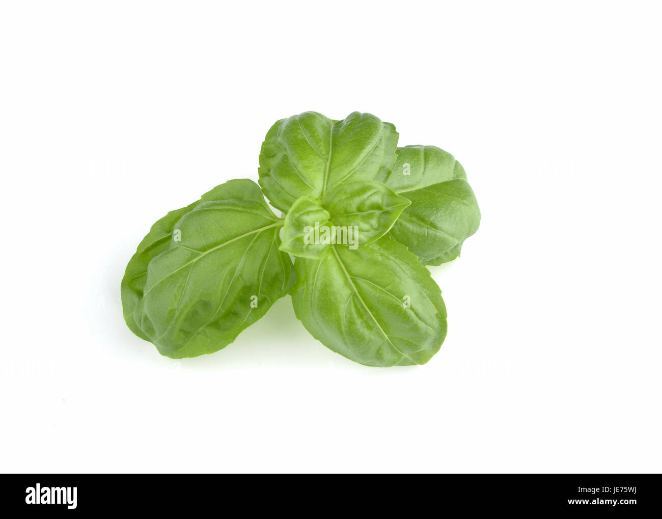 Basil studio Cut Out Stock Images & Pictures - Alamy