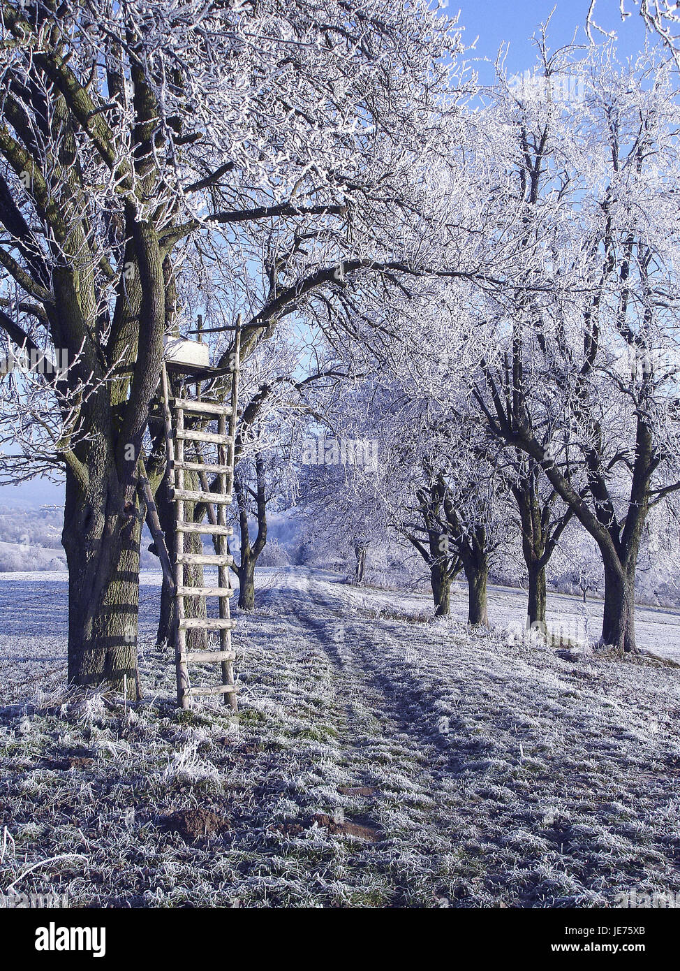 Trees in winter Stock Photo - Alamy