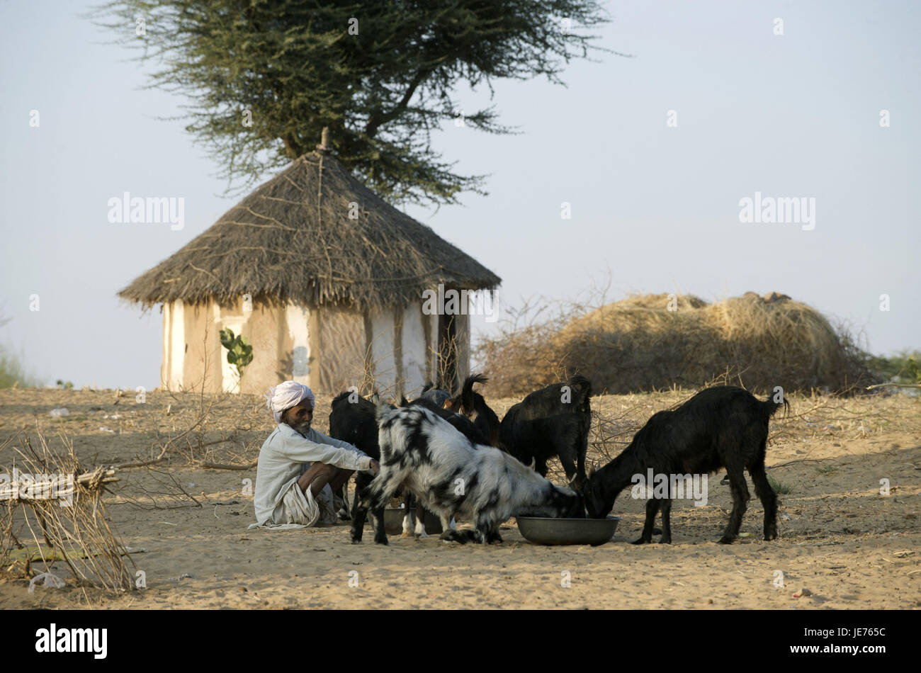 India shepherd hi-res stock photography and images - Alamy