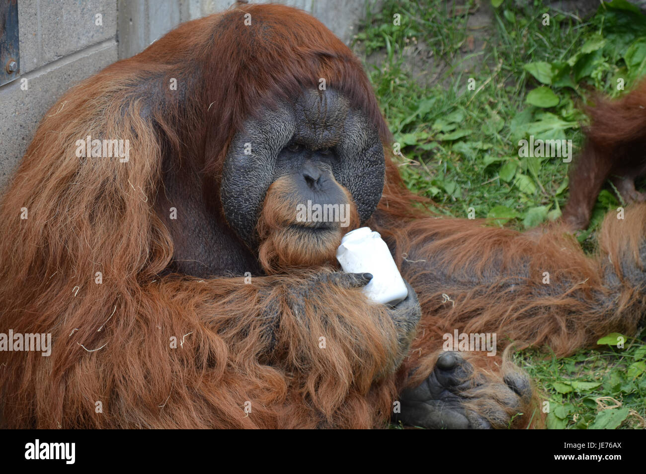 Orangutan face cheek pads hi-res stock photography and images - Alamy