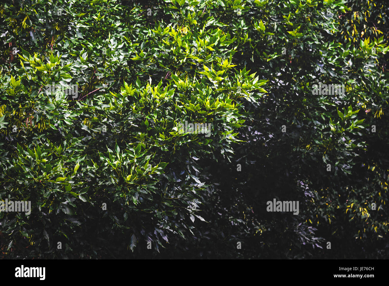 Dense foliage of bushes or trees in the park. Green bush background ...