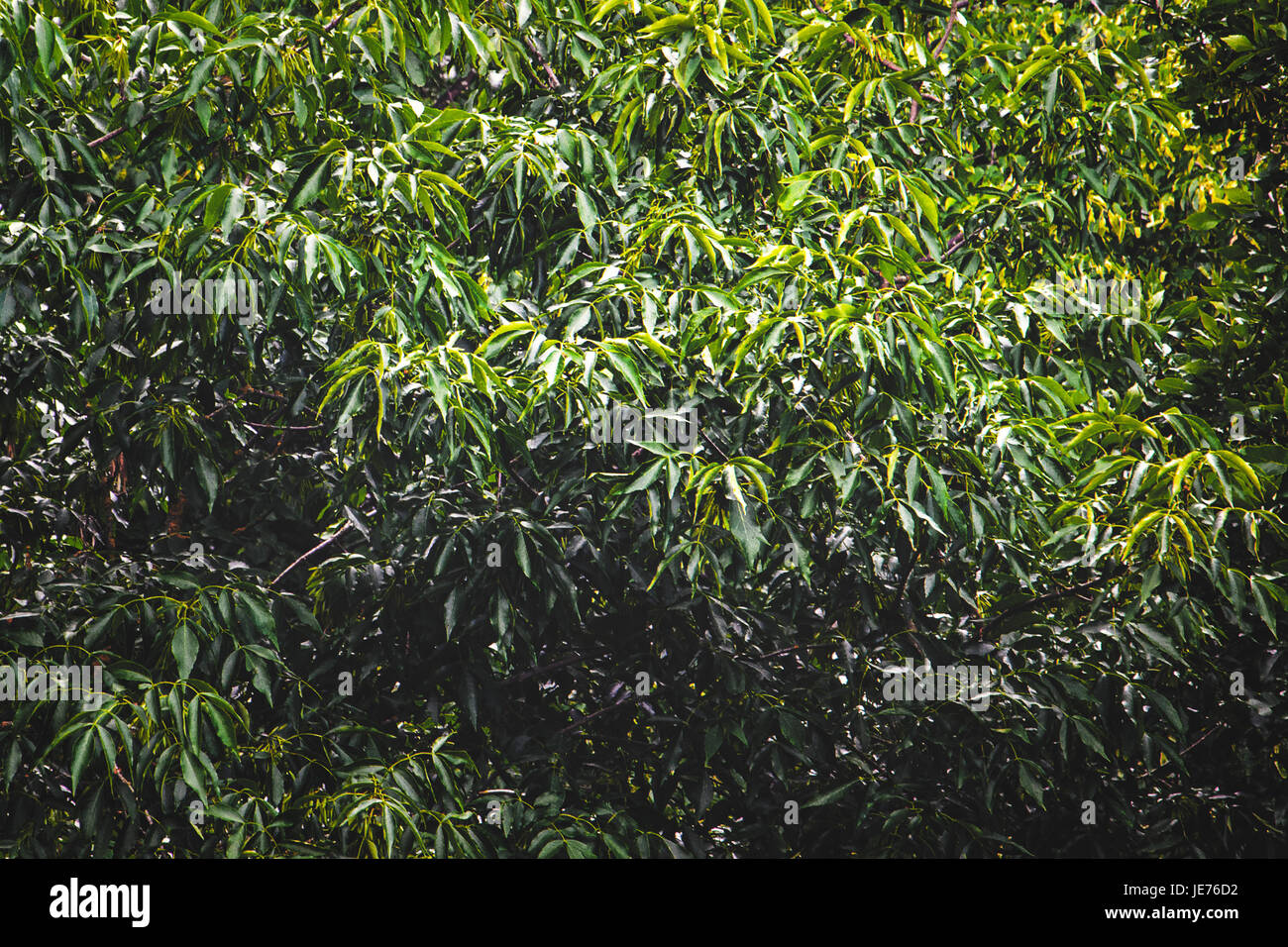 Dense foliage of bushes or trees in the park. Green bush background ...