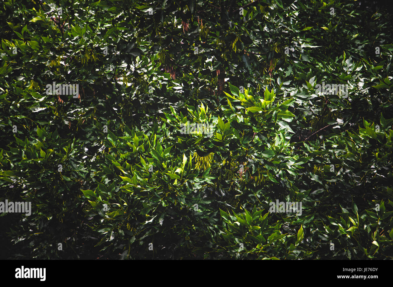 Dense foliage of bushes or trees in the park. Green bush background ...