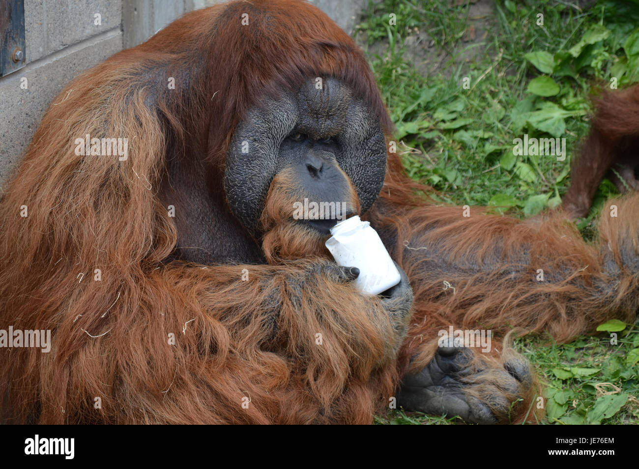 Orangutan face cheek pads hi-res stock photography and images - Alamy