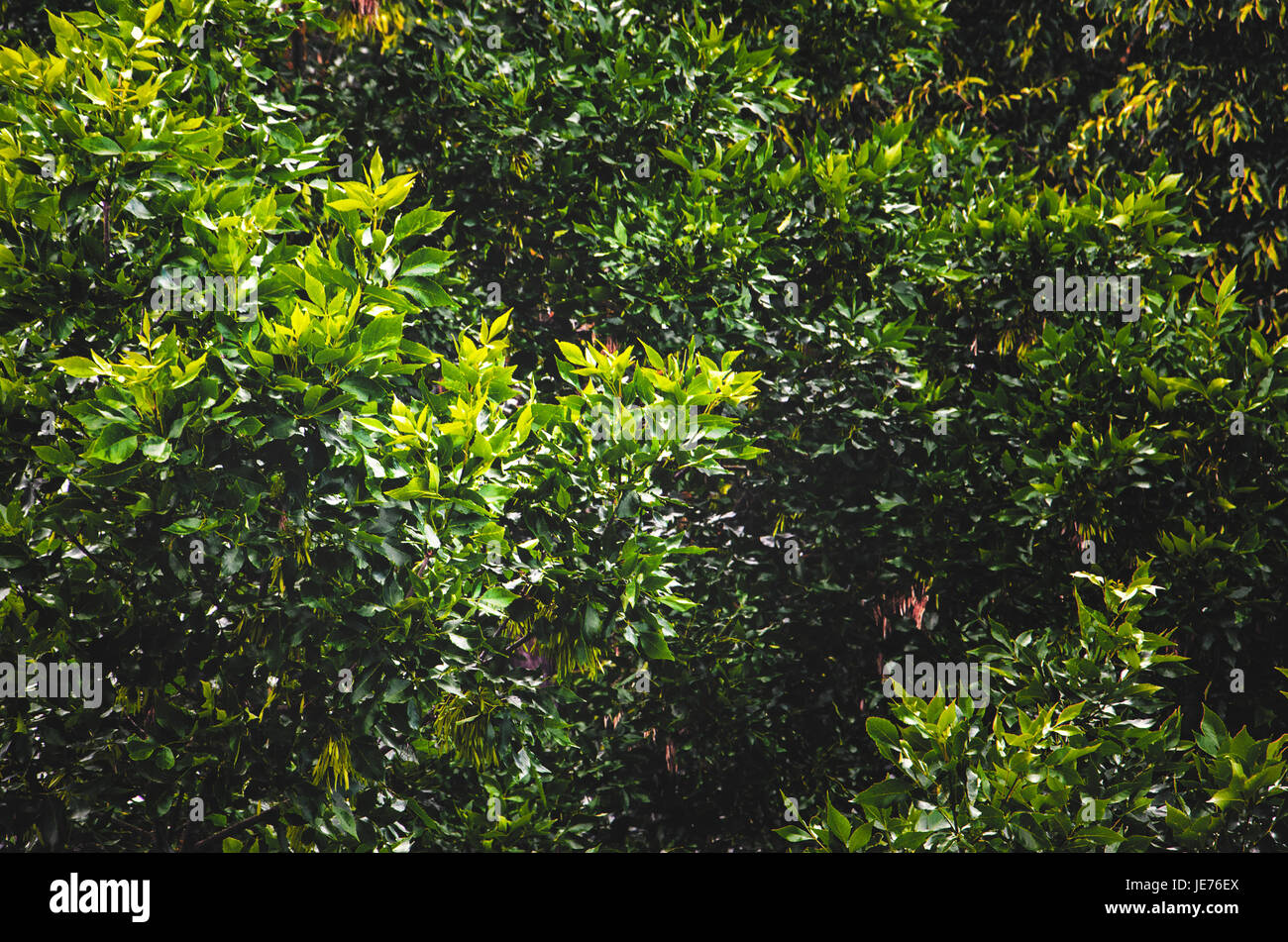 Dense foliage of bushes or trees in the park. Green bush background ...